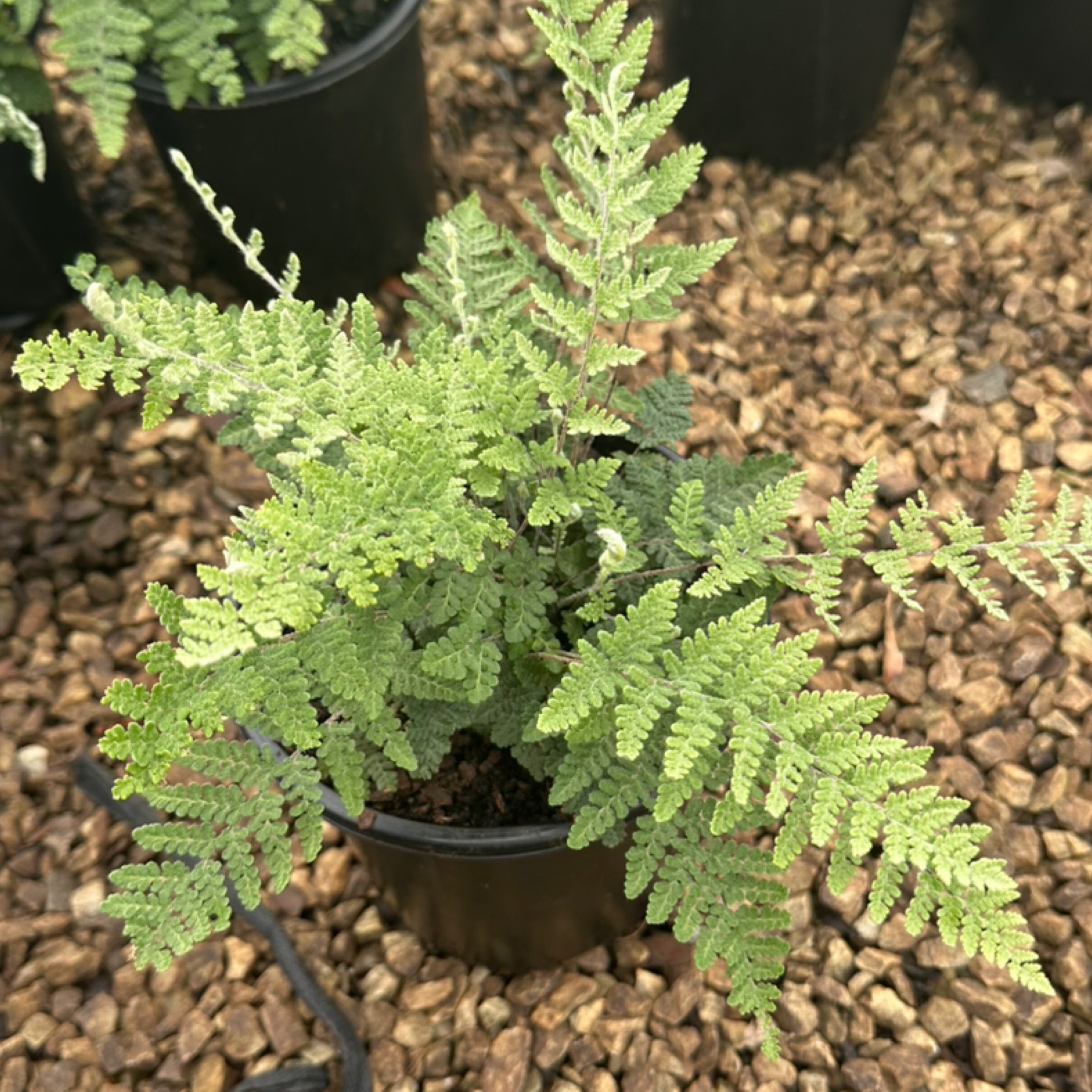 Hairy Lip Fern | Transplant Nursery, Inc
