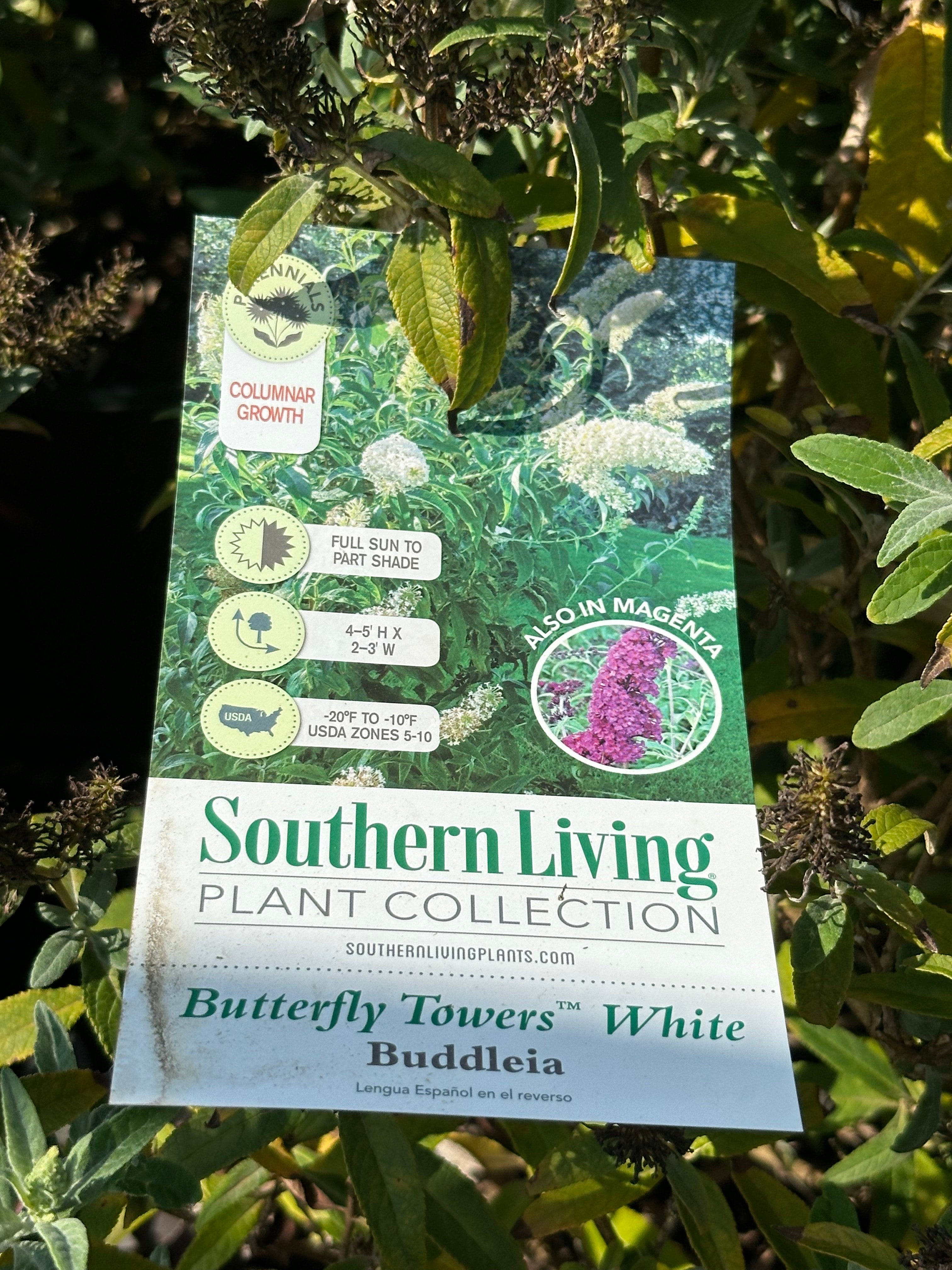 Southern Living® Butterfly Towers™ White Buddleia dcvidii 'TMBU08/3 ...