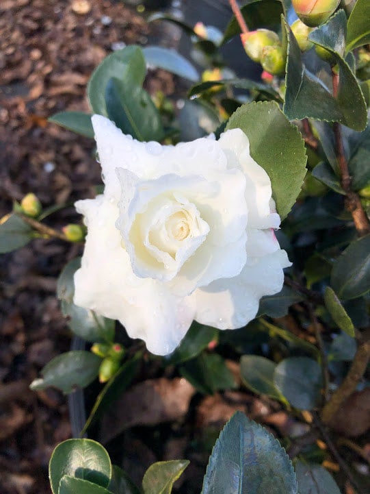 Southern Living® October Magic® White Shi-Shi™ Camellia sasanqua ‘Green ...