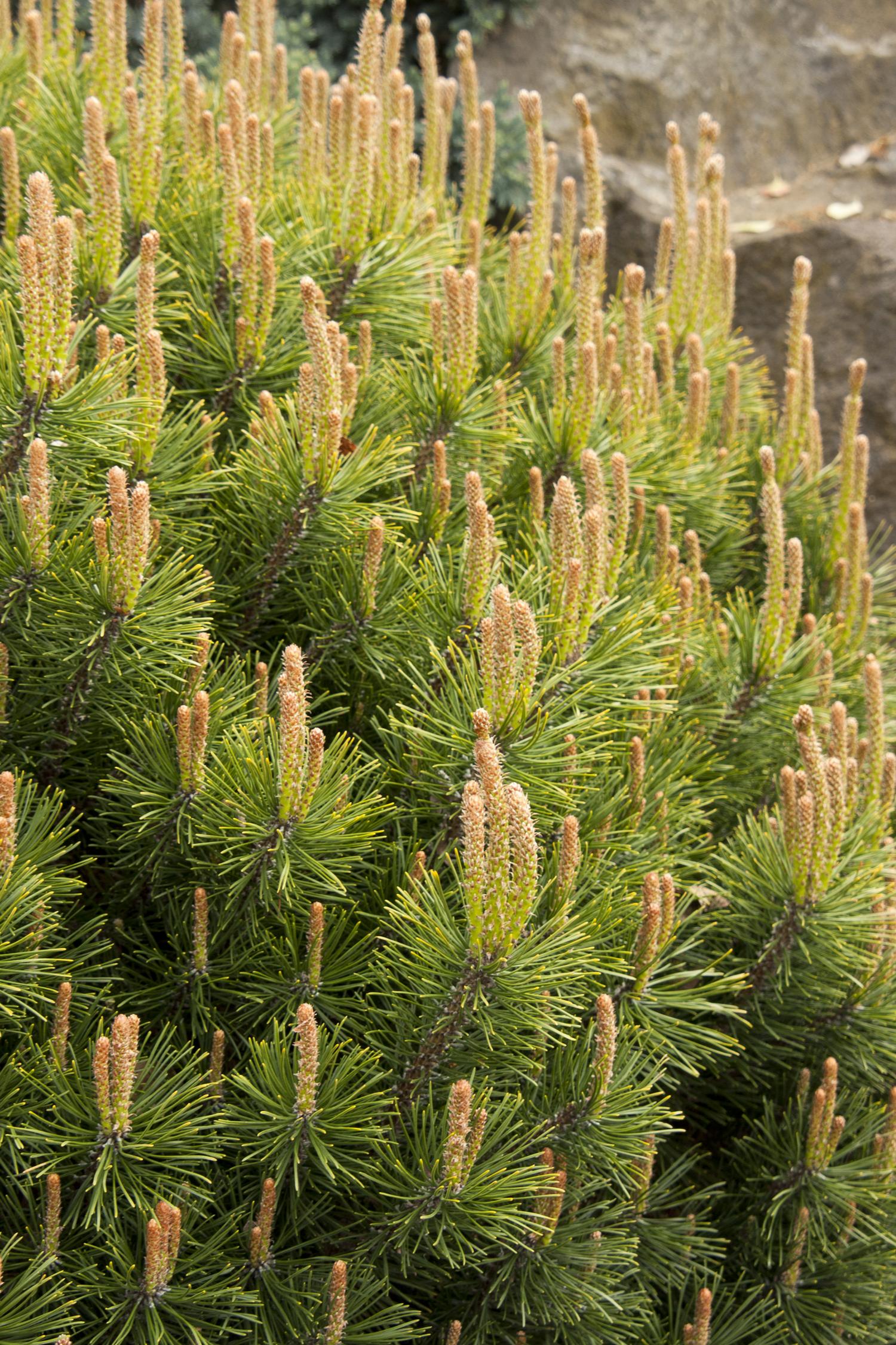 Pinus mugo var. pumilio - Mugo Pine | Transplant Nursery, Inc