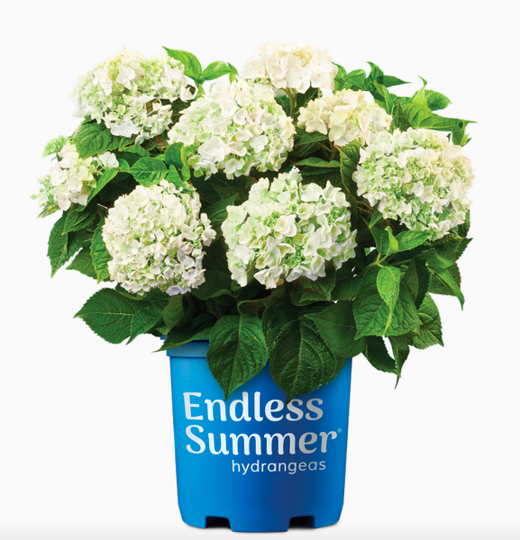 Endless Summer® Blushing Bride Big Leaf Hydrangea macrophylla PP17,169 ...