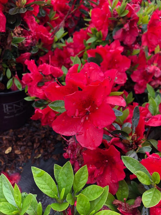 wolfpack red azalea