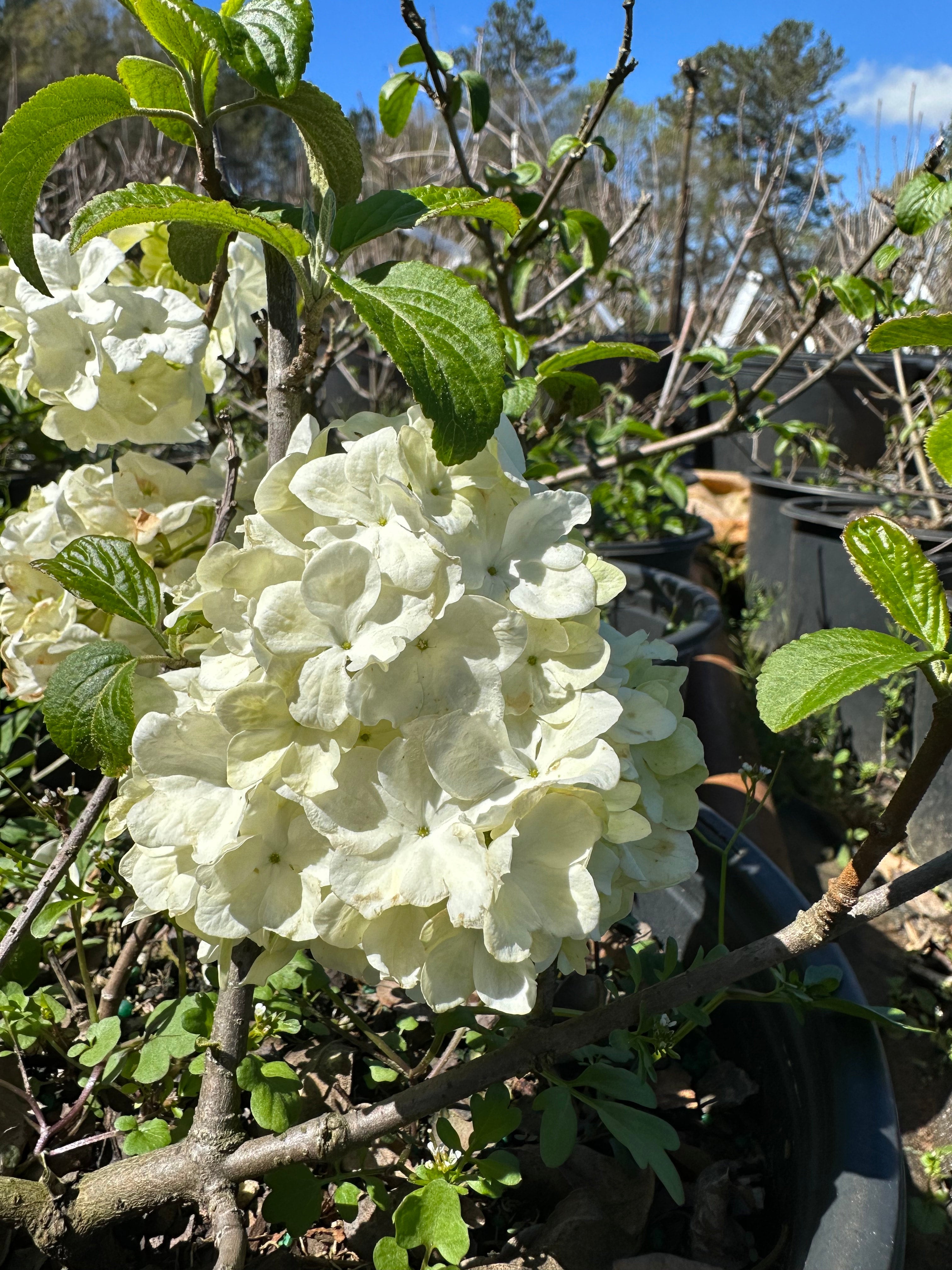 Viburnum opulus Common Snowball Viburnum 'Roseum' (Syn. 'Sterile ...