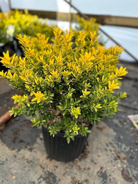 Ilex crenata 'Golden Hoogendorn™' Holly | Transplant Nursery, Inc