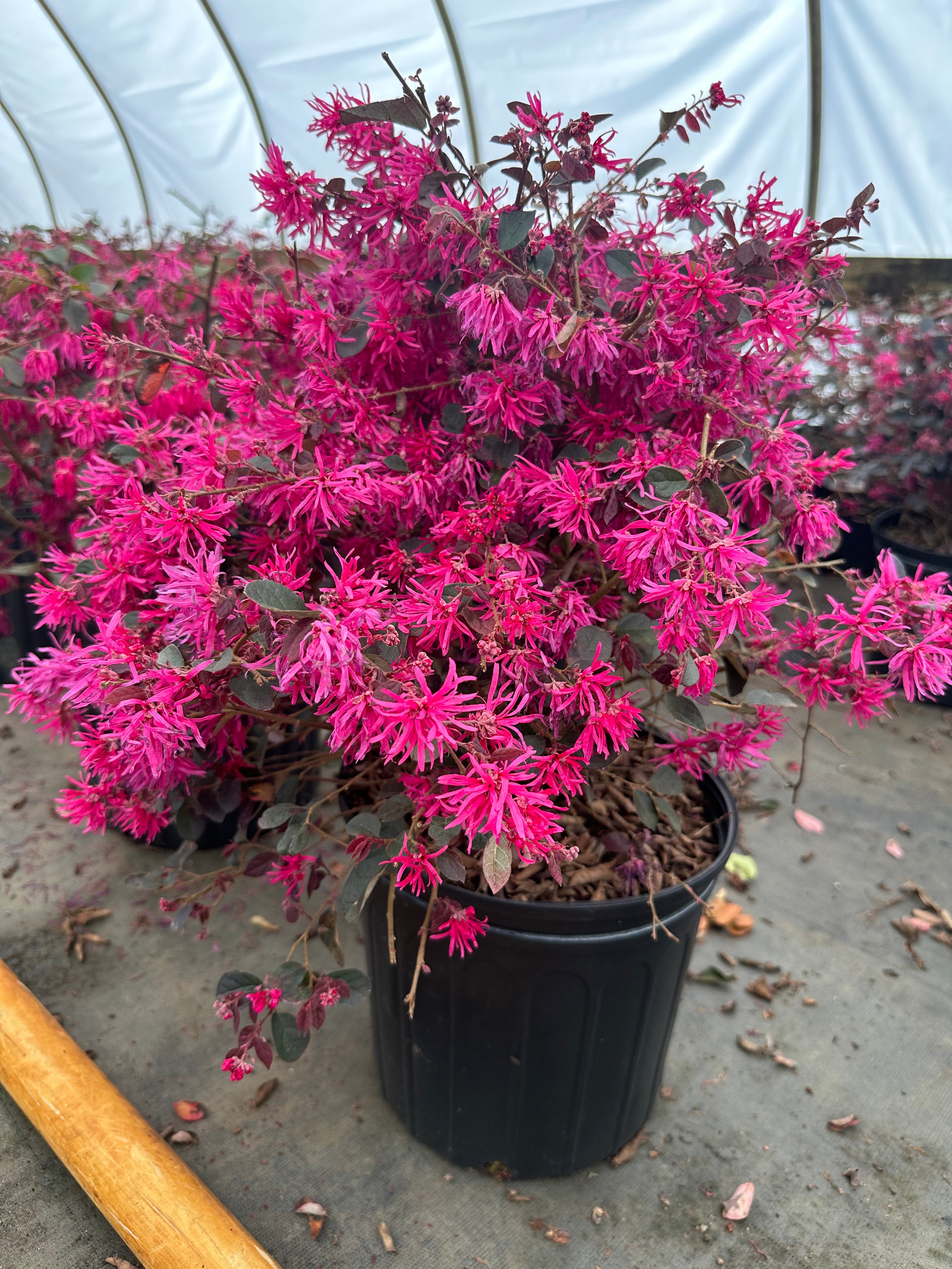 loropetalum ruby size