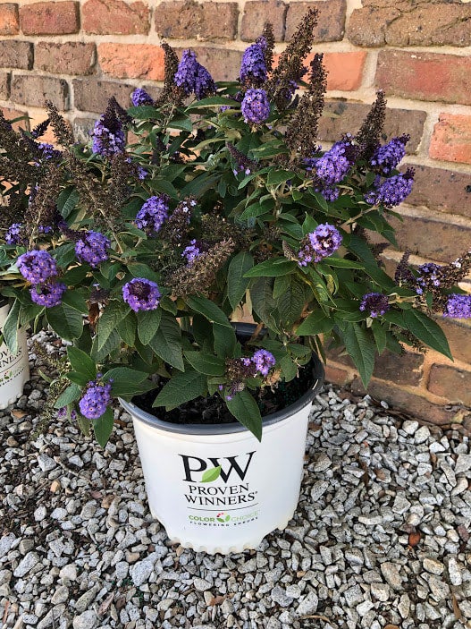 Proven Winners® Pugster Blue® Dwarf Butterfly Bush Buddleia 'SMNBDBT ...