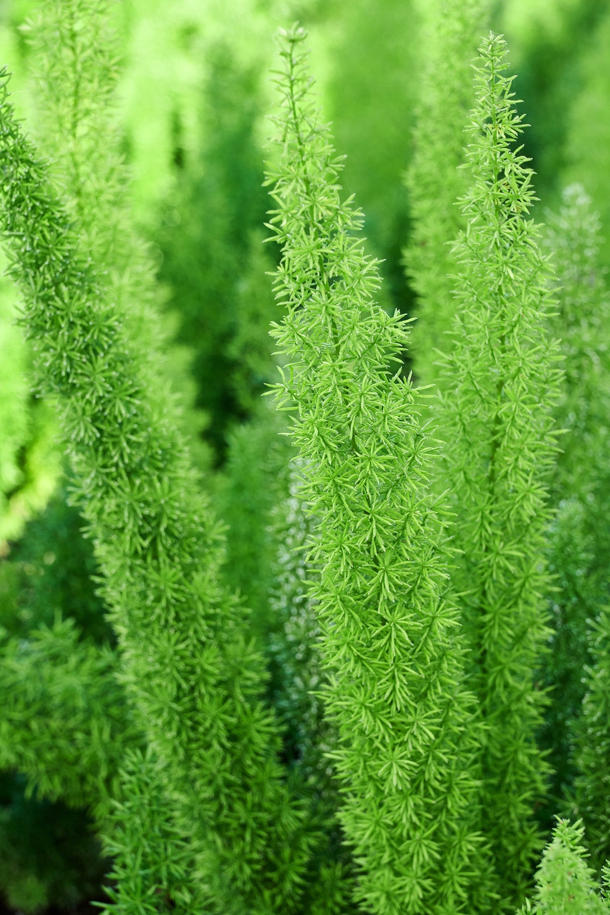 Asparagus meyersii 'Foxtail Fern' | Transplant Nursery, Inc
