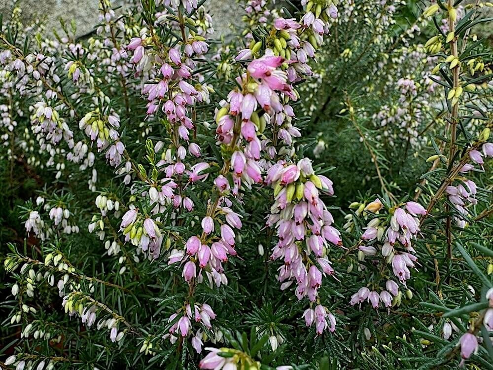 Erica carnea 'Springwood Pink' Pink Heather | Transplant Nursery, Inc