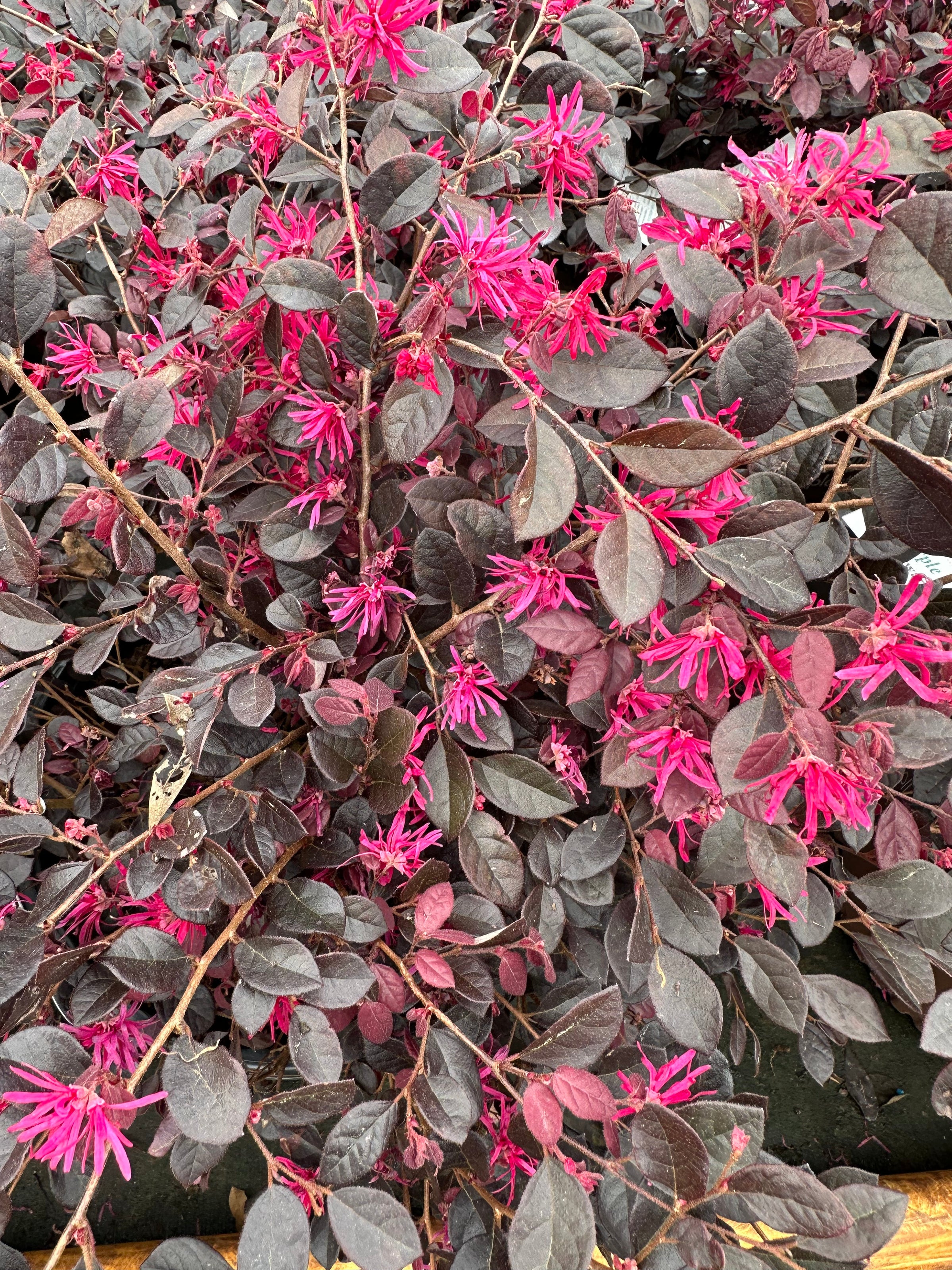 purple diamond loropetalum size
