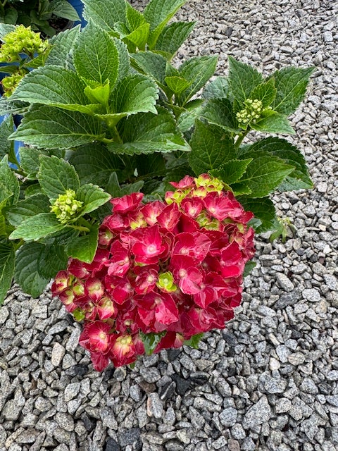 Star® Cherry Explosion Hydrangea macrophylla 'McKay' PP 28,757 ...