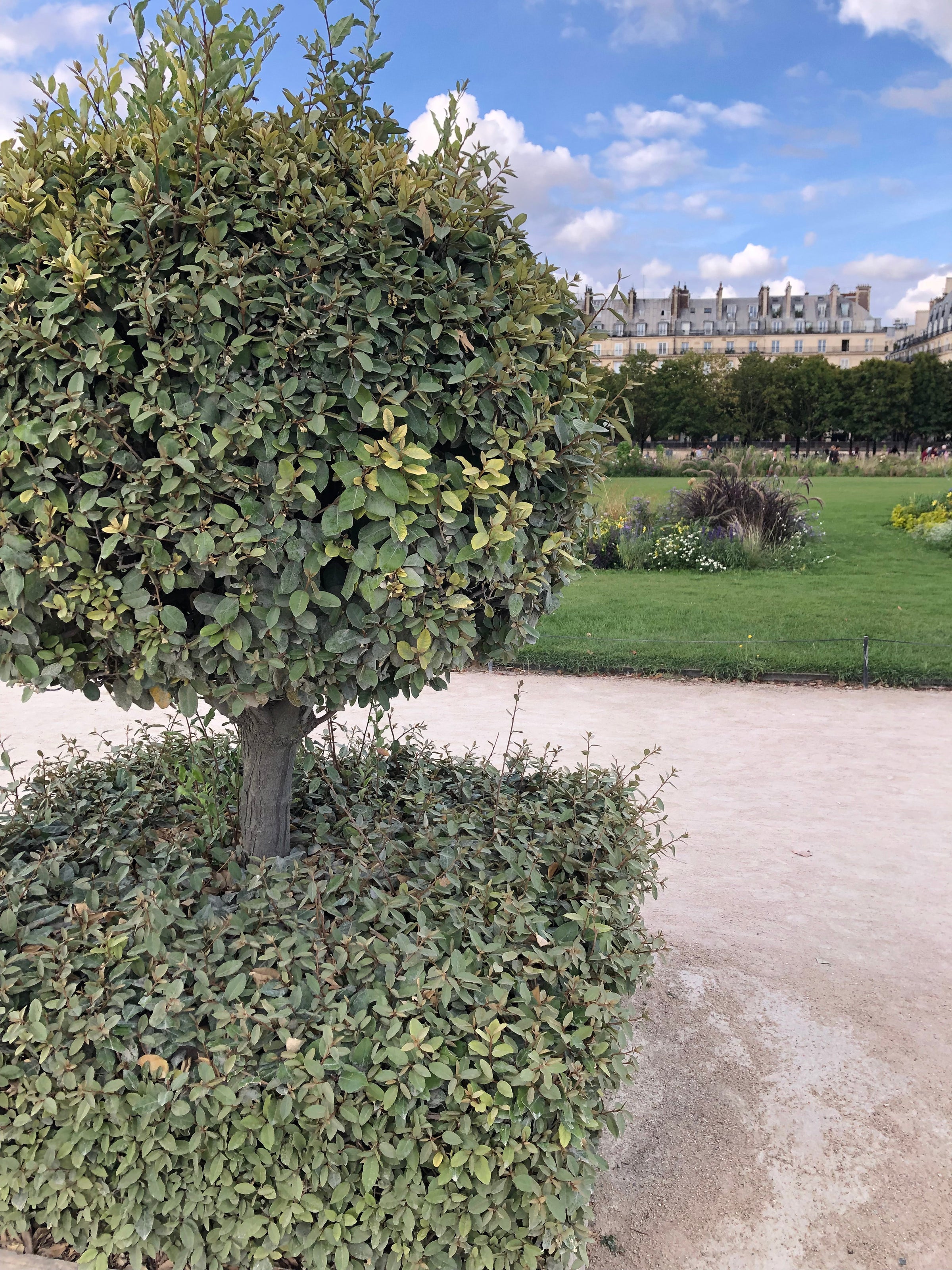 elaeagnus ebbingei tree