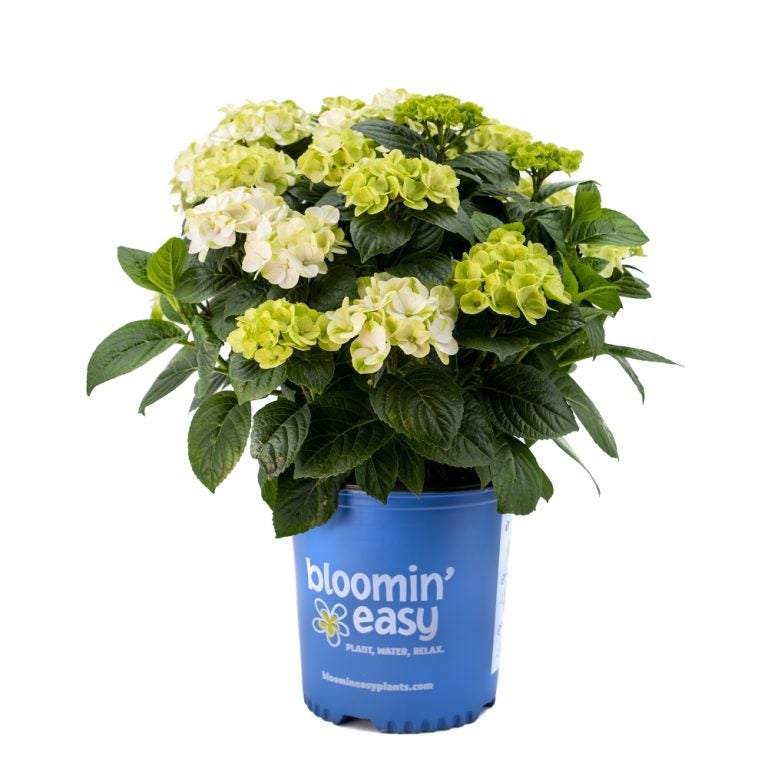 Bloomin' Easy Grin and Tonic™ Reblooming Hydrangea | Transplant Nursery ...