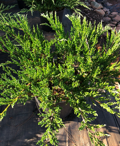 Juniper 'Green Sargent' Juniperus chinensis sargentii 'Viridis ...