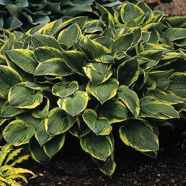 Hosta 'Gold-Edged Plantain Lily' Fortunei Aureomarginata | Transplant ...