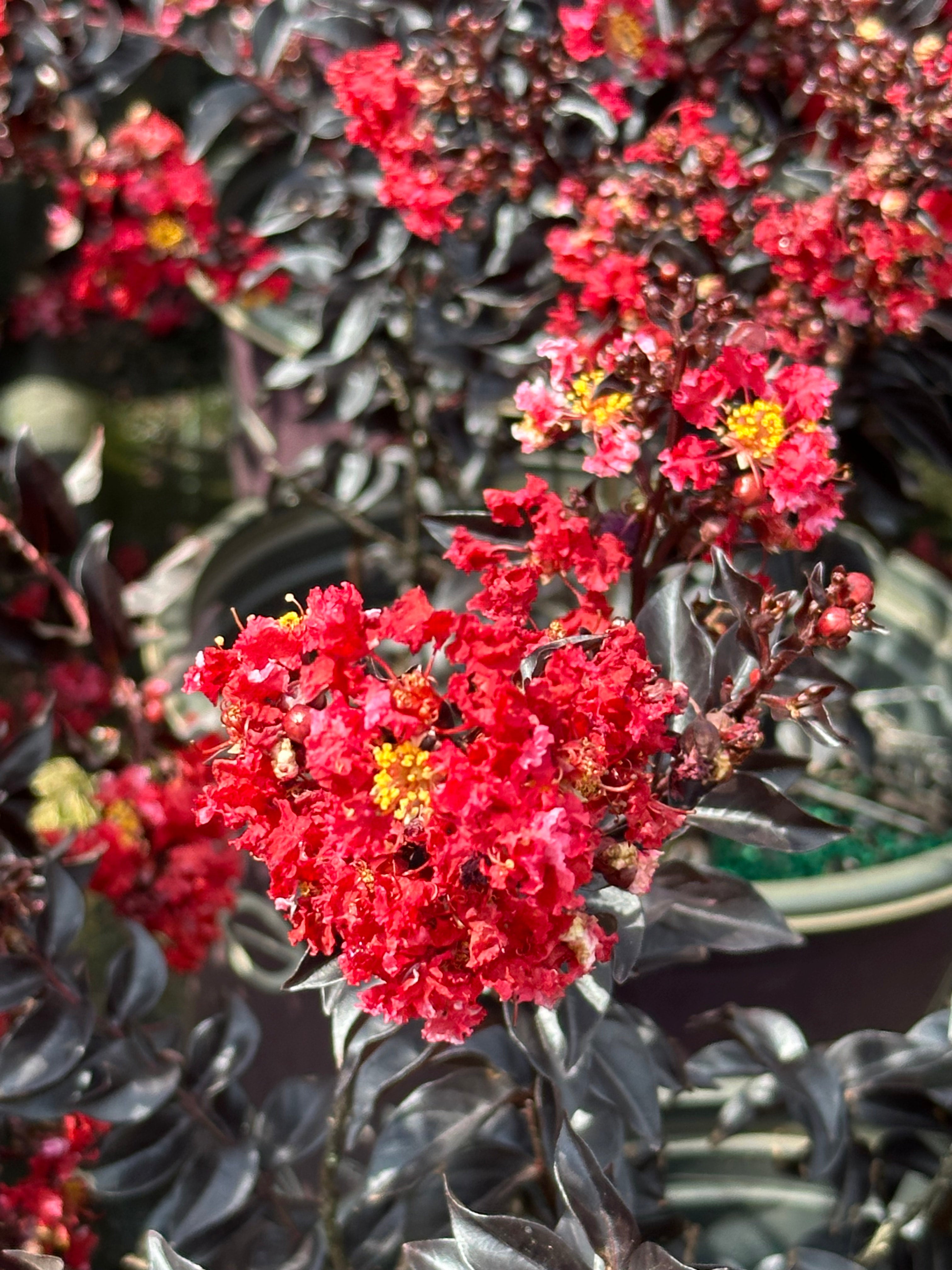 First Editions® Sunset Magic™ Crapemyrtle Lagerstroemia 'PIILAG-IX ...