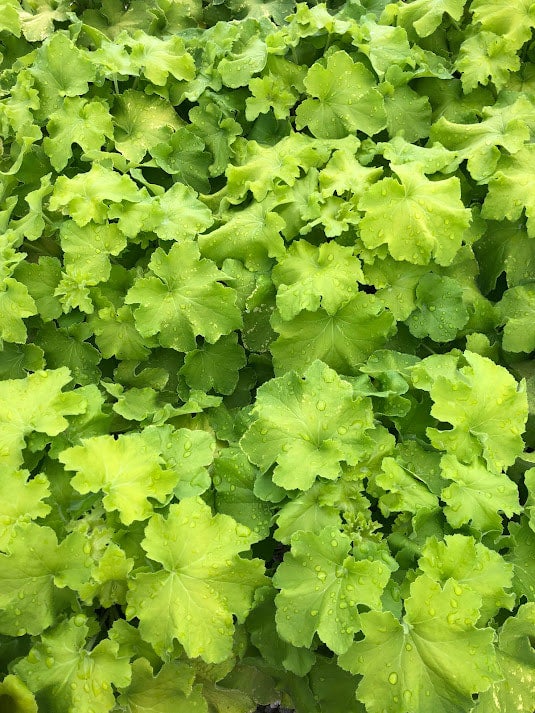 heuchera x citronelle