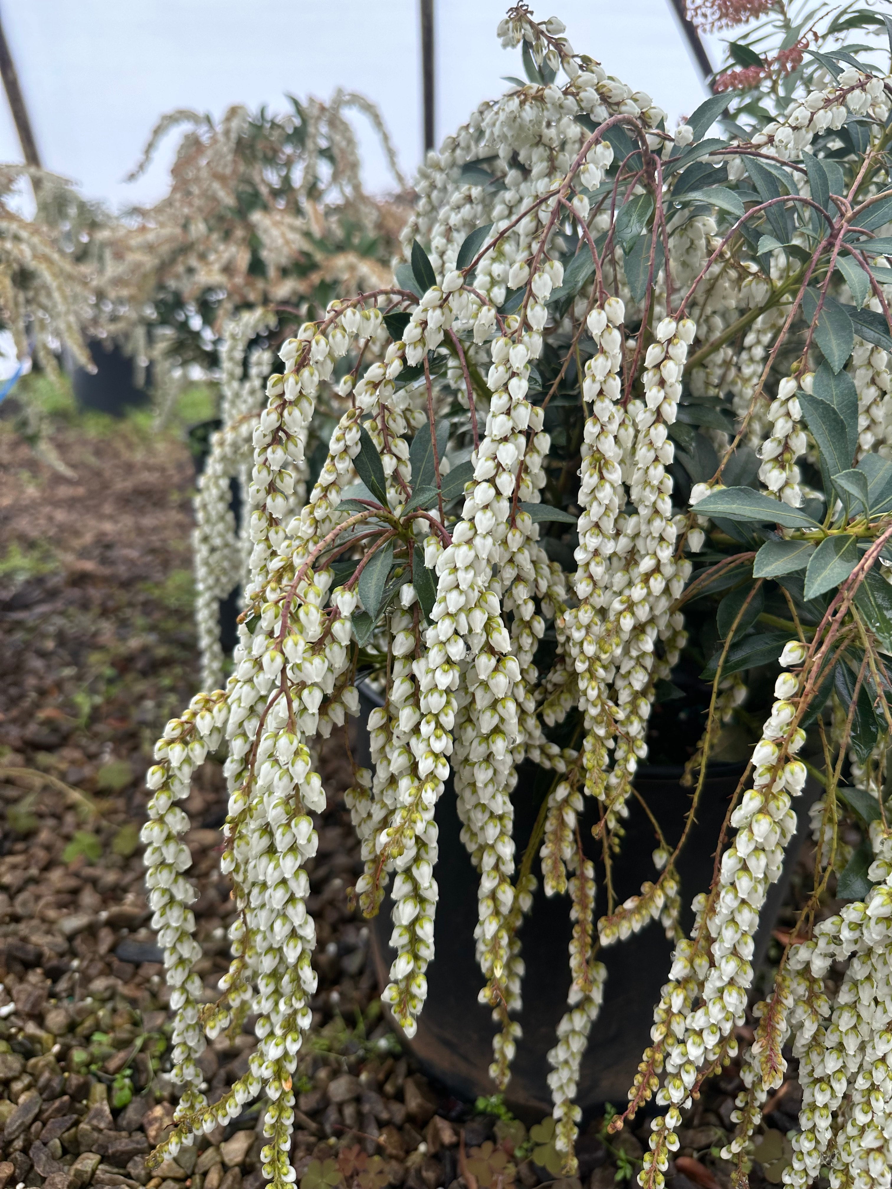 Maid in the Shade® 'Snowdrift' Pieris taiwanensis | Transplant Nursery, Inc