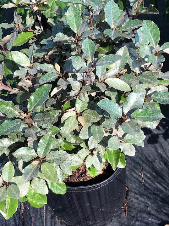 elaeagnus ebbingei compacta
