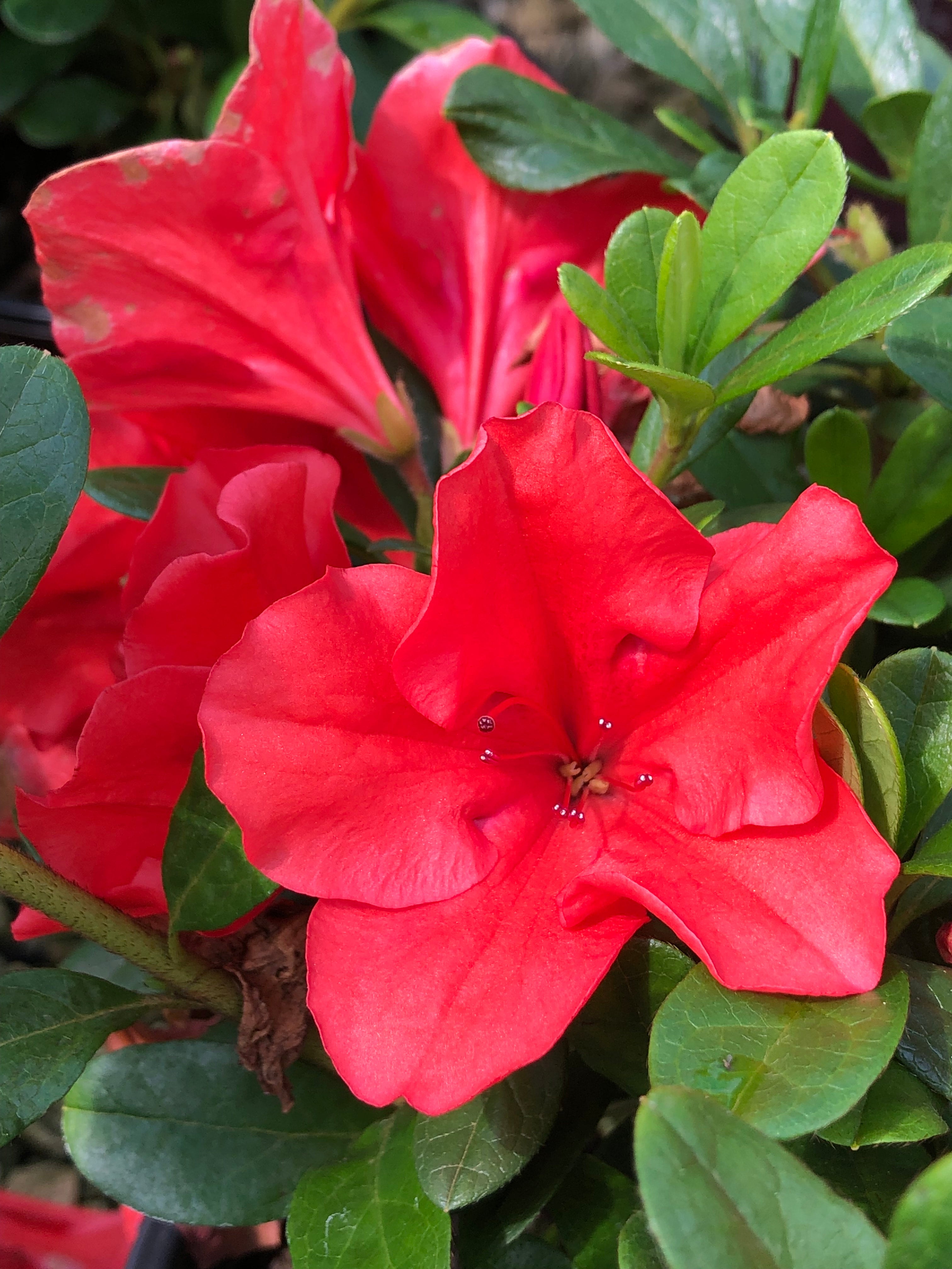 Encore Azalea® Autumn Sunset™ Rhododendron 'Roblen' PP16248 ...