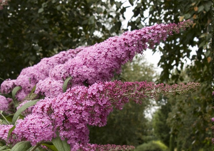 Buddleia 'Pink Delight' | Transplant Nursery, Inc