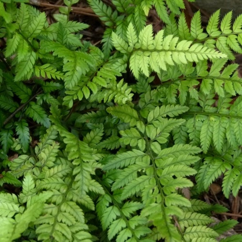 Korean Rock Fern | Transplant Nursery, Inc