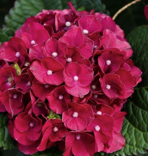 Hydrangea 'Cherry-Go-Round®' Bloomin' Easy | Transplant Nursery, Inc