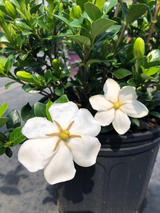 Daisy Gardenia | Transplant Nursery, Inc