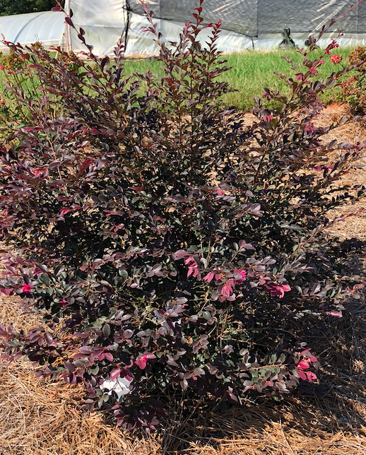 ruby loropetalum zone