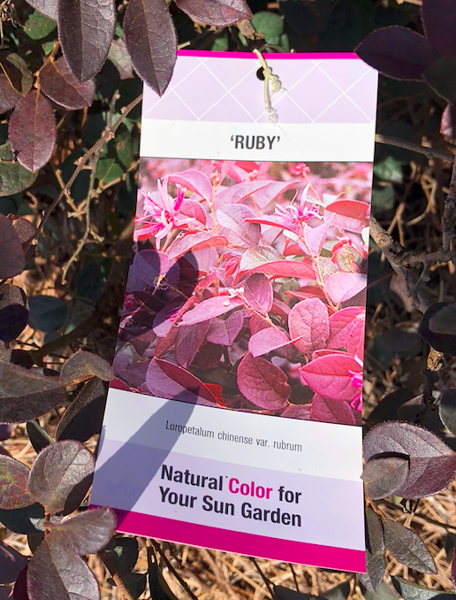 ruby loropetalum zone