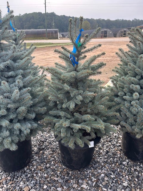 picea blue