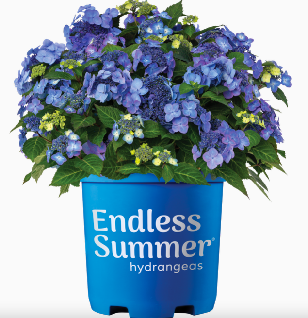 bigleaf hydrangea endless summer