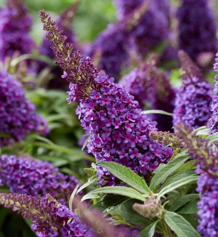 Buddleia 'Butterfly Taffy Grape' | Transplant Nursery, Inc