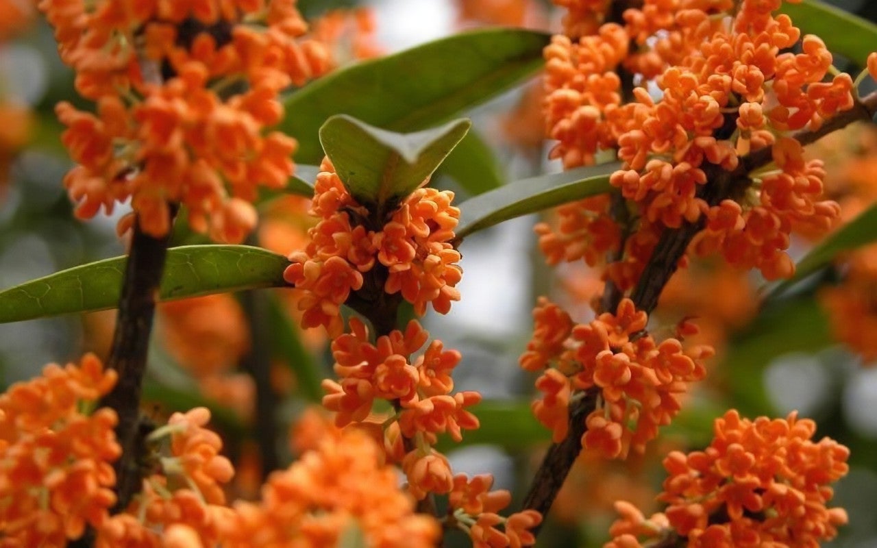 Osmanthus aurantiacus 'Orange Tea Olive' | Transplant Nursery, Inc