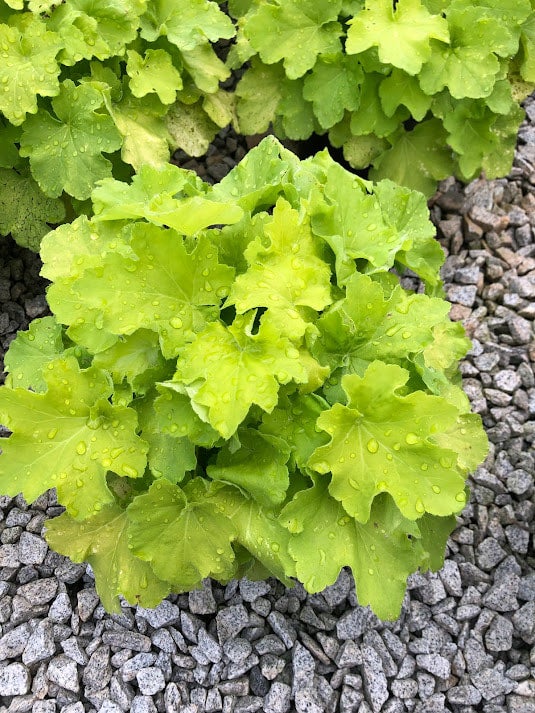 heuchera x citronelle