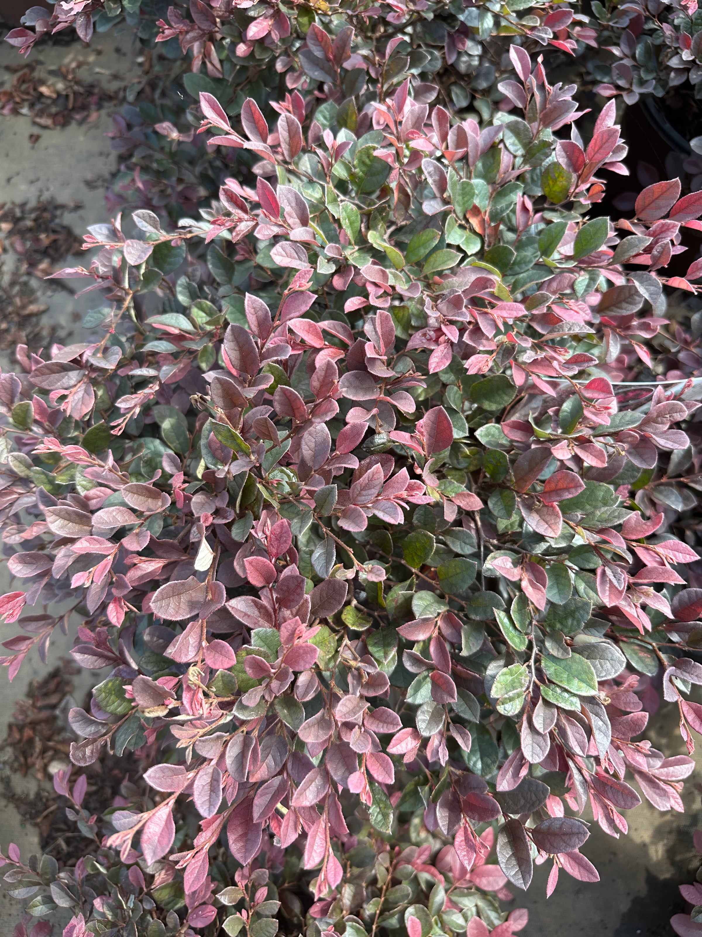 purple diamond loropetalum size