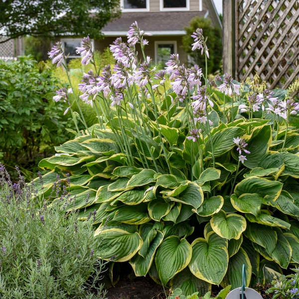 Hosta 'Gold-Edged Plantain Lily' | Transplant Nursery, Inc