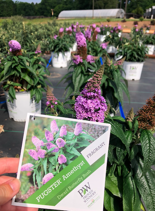 Proven Winners® Pugster® Amethyst Dwarf Butterfly Bush Buddleia 'SMNBDL ...