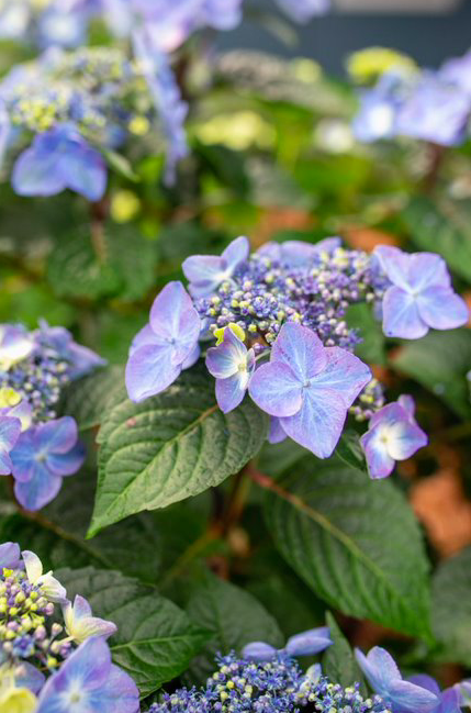 endless summer hydrangea size