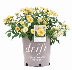 Buttercream Drift® Rose | Transplant Nursery, Inc