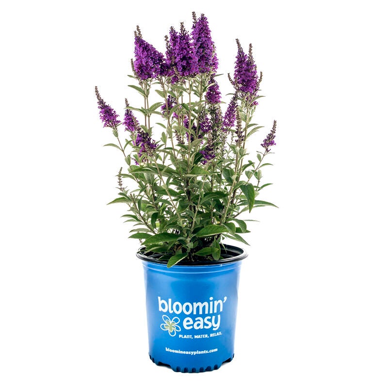 Bloomin' Easy® Birthday Cake™ Butterfly Bush Buddleia x 'PODARASNGA 3 ...
