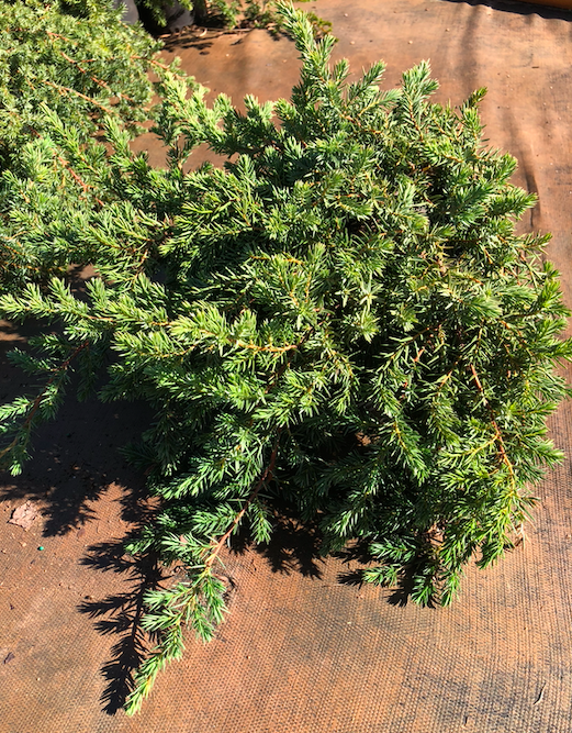 juniperus conferta