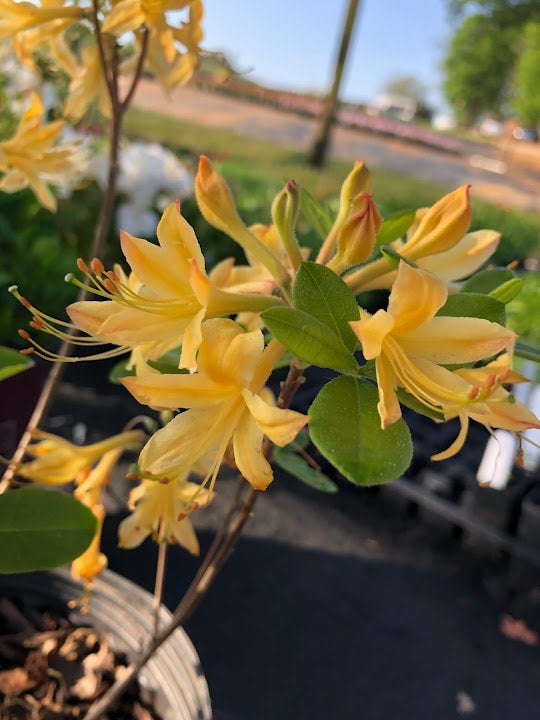 Maid in the Shade® 'My Mary' Azalea (R. atlanticum x R. periclymenoides ...