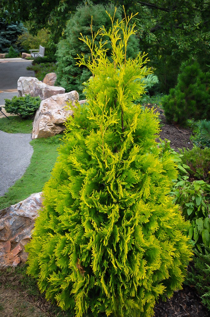 Thuja occidentalis 'Yellow Ribbon' Arborvitae | Transplant Nursery, Inc