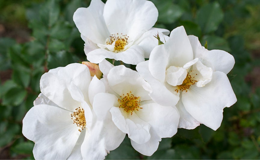 White Knock Out® Rose | Transplant Nursery, Inc