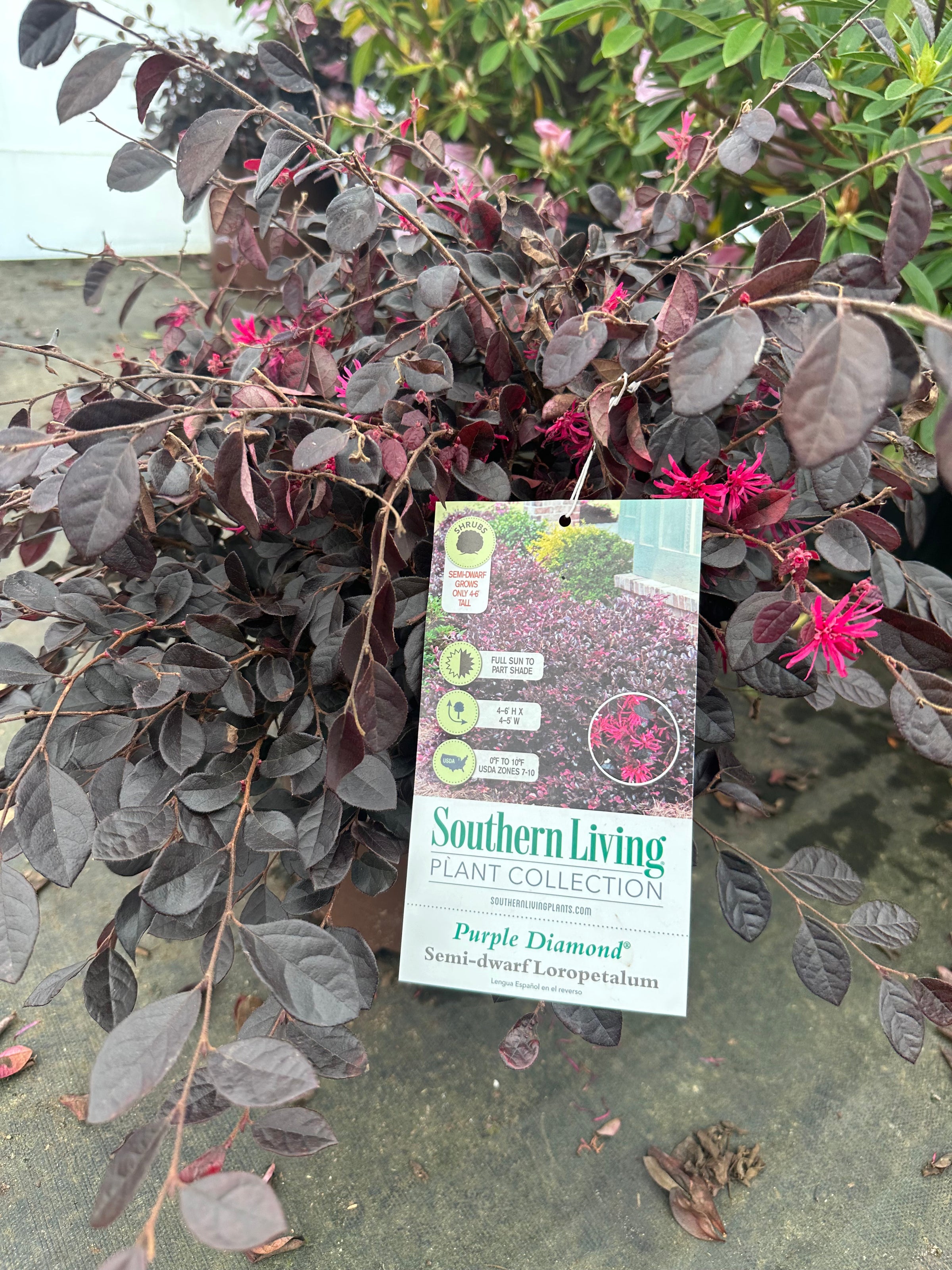 purple diamond loropetalum size