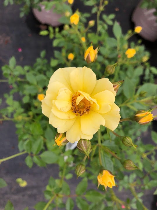 Star® Lemon Drift® 'Meisentmil' PP 20,635 | Transplant Nursery, Inc