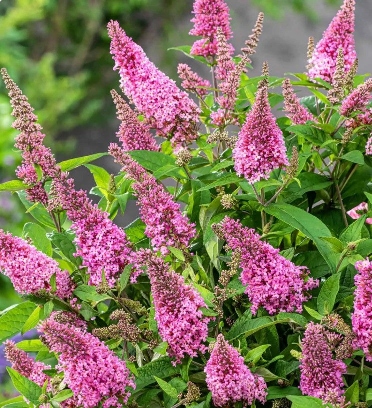 Buddleia 'Butterfly Cany Taffy' | Transplant Nursery, Inc