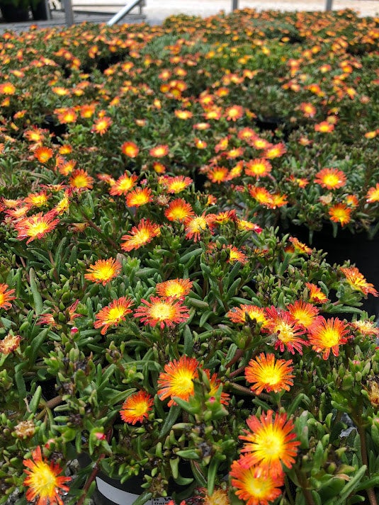 Delosperma 'Fire Wonder' Ice Plant Wheels of Wonder® | Transplant ...