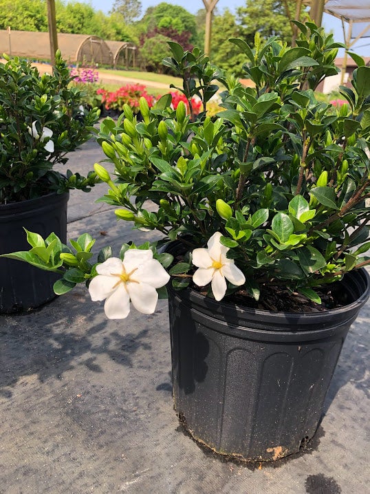 Daisy Gardenia | Transplant Nursery, Inc