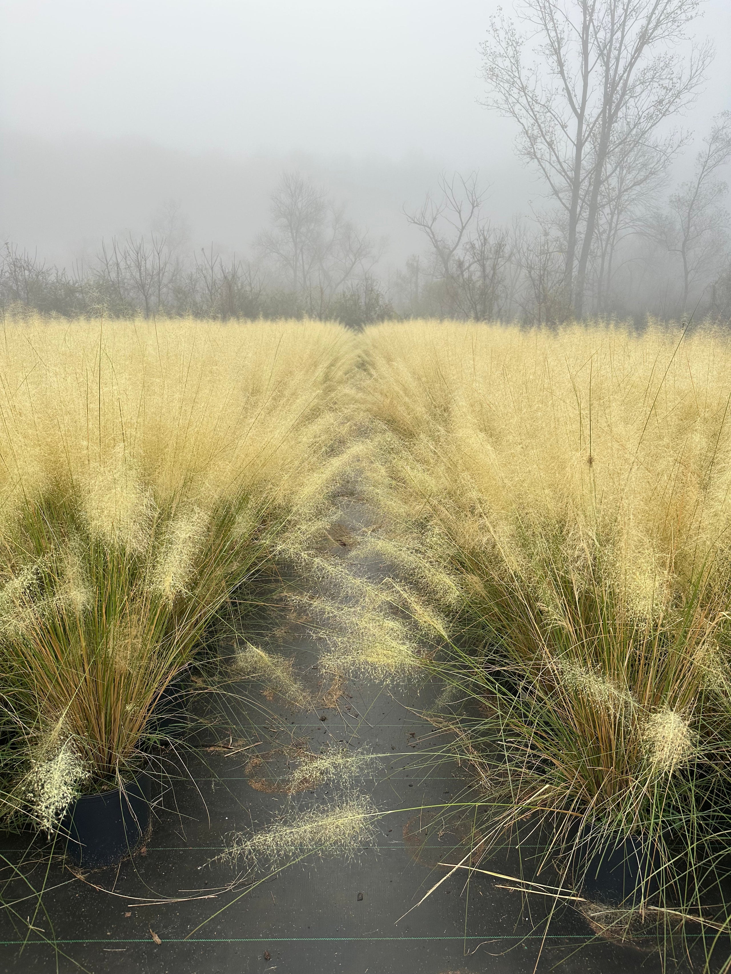 Muhlenbergia Capillaris White Cloud Muhly Grass Transplant Nursery Inc